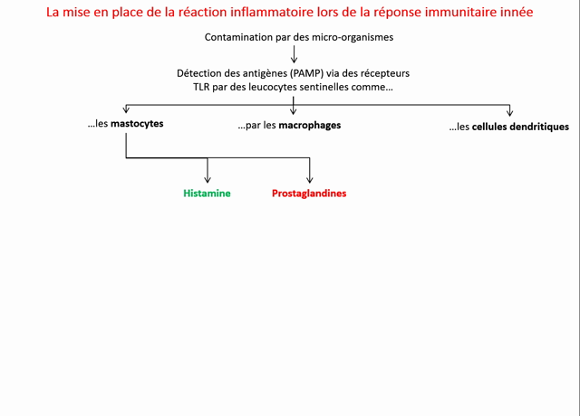 Pod - Schéma Fonctionnel Réaction Inflammatoire